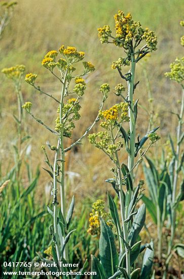 Senecio hydrophilus | Alkali Marsh Butterweed | Wildflowers of the ...